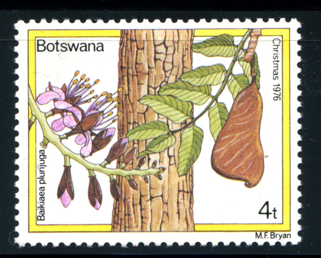 BIODIVERSIDAD FORESTAL: Biodiversidad Forestal (BOSTWANA)