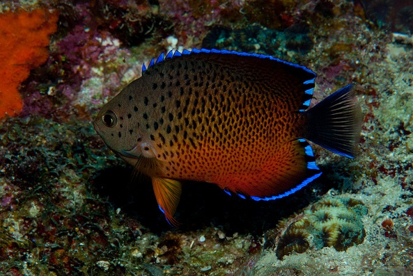 D' Ocean Aquarium: Ikan Angel (Angelfish)