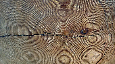 The Mathematical Tourist: Tree Rings and Old Wood