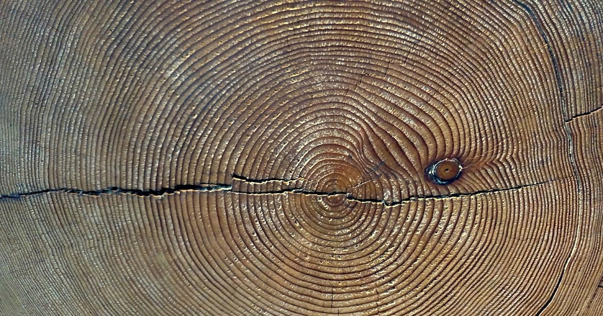 The Mathematical Tourist: Tree Rings and Old Wood