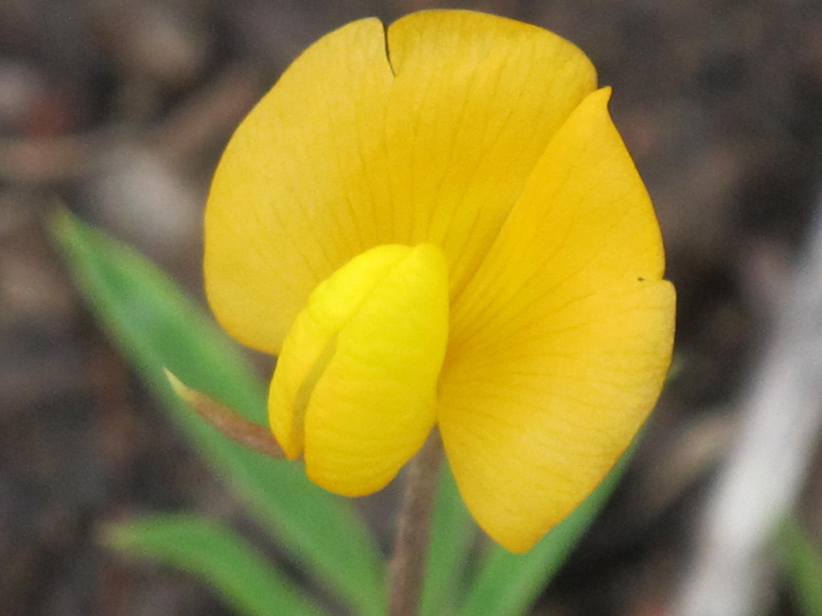 Fabaceae - Leguminosae no Brasil: Papilionoideae