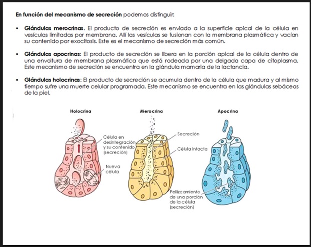 cienciasoctavoeoh2017: SECRECIÓN HUMANA