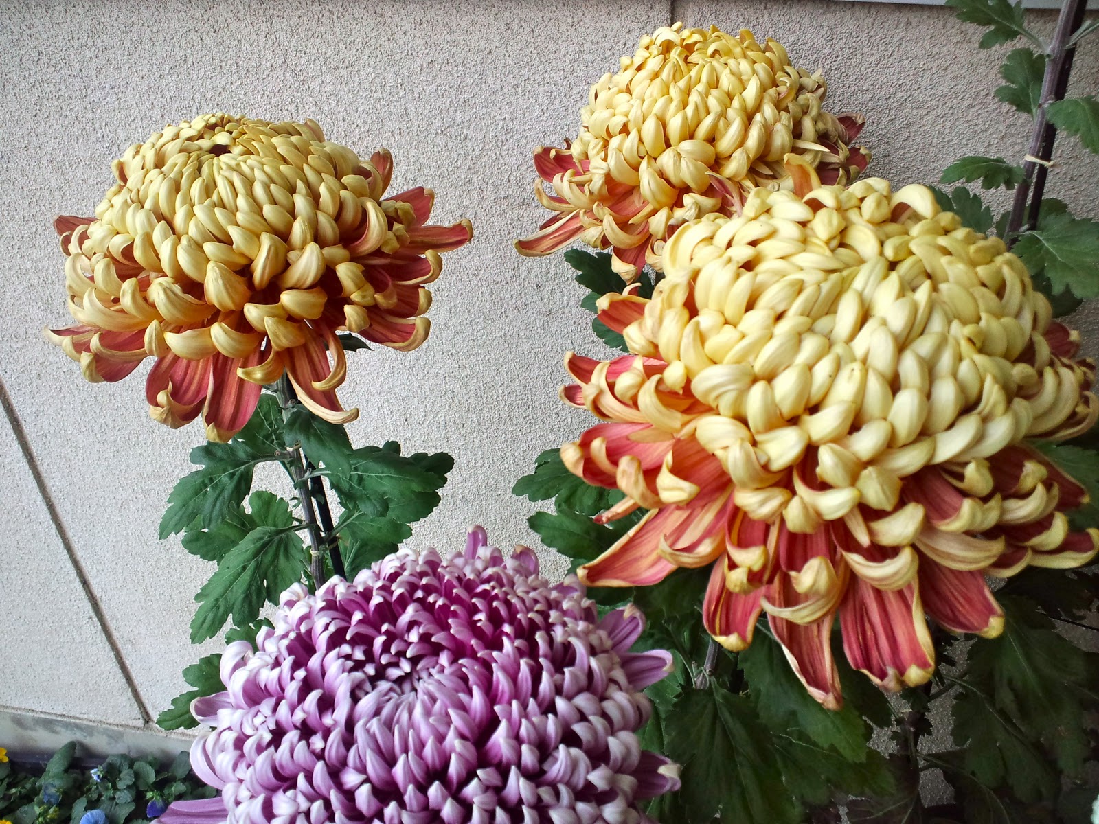 Life in the Land of the Rising Sun: Chrysanthemums