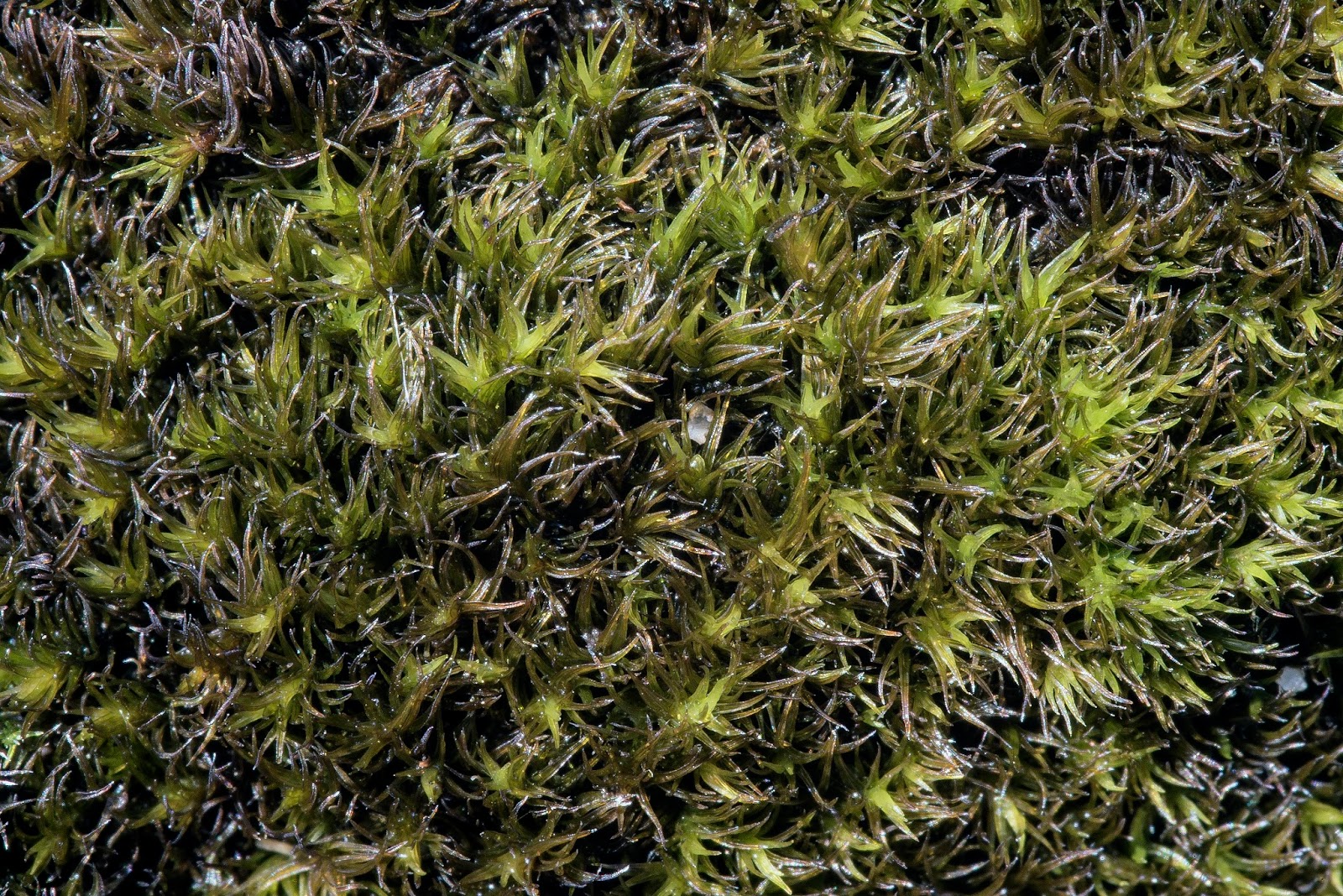 South Wales Bryophytes: Racomitrium sudeticum