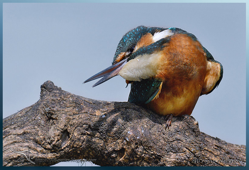 WILDLIFE GATEWAY: Jeune Martin pêcheur