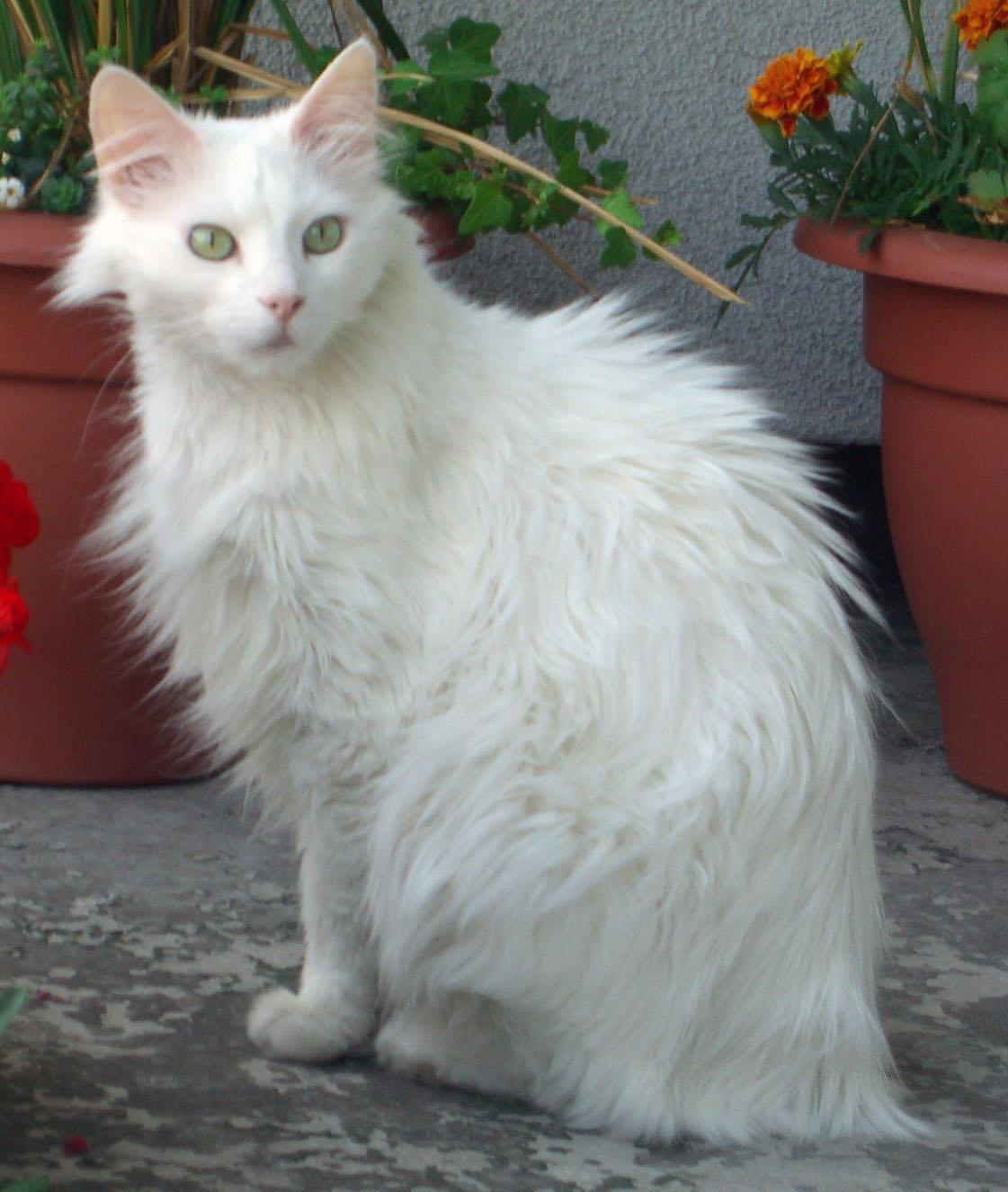 strange: Beautiful Angora Cat