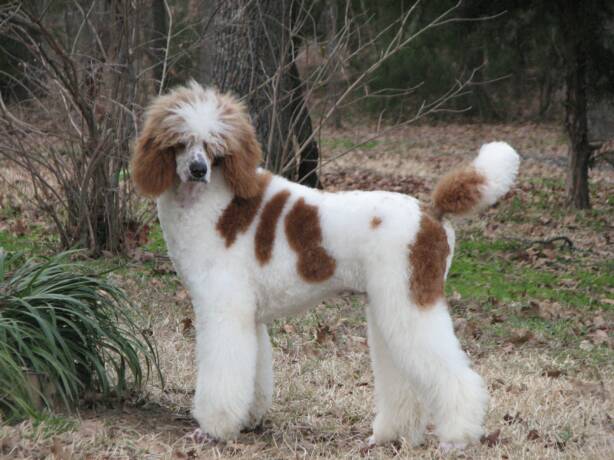 Huxtable The Poodle | Toy Poodle Blog | Parti Poodle: Red and White ...