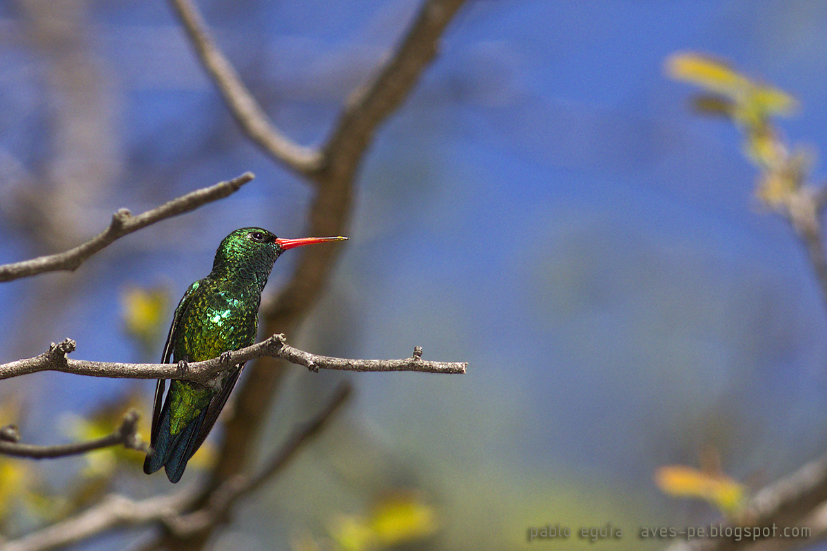 mis fotos de aves: Chlorostilbon lucidus Picaflor Verde Glittering ...