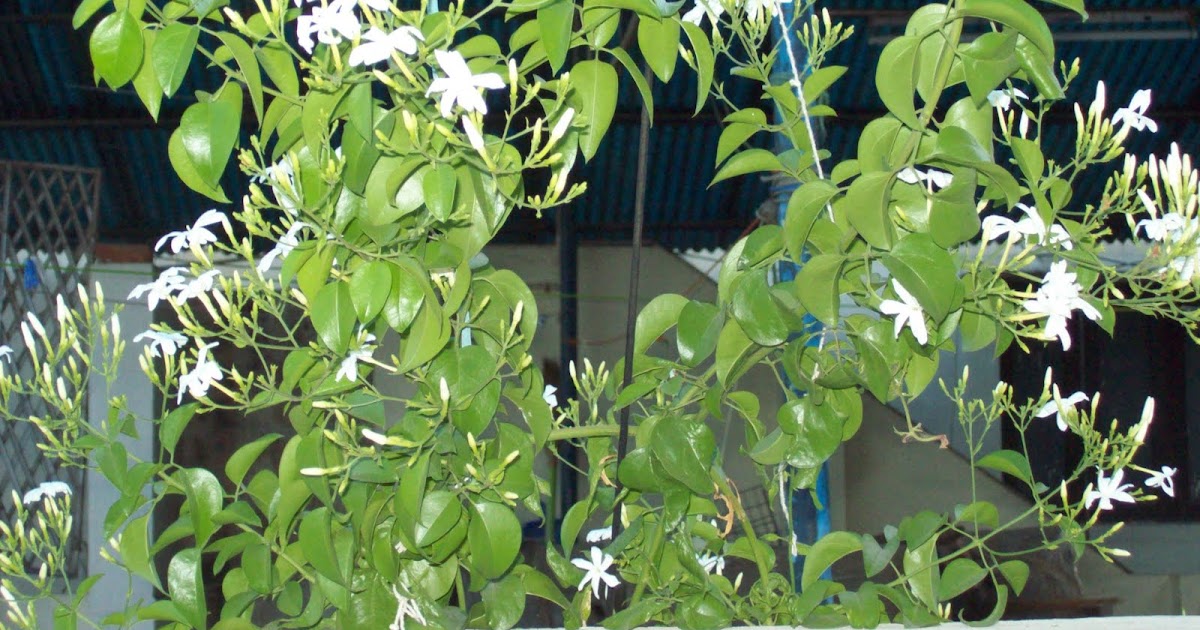 Reflections in Tranquillity: OUR "NITHYA MALLI" IN FULL BLOOM