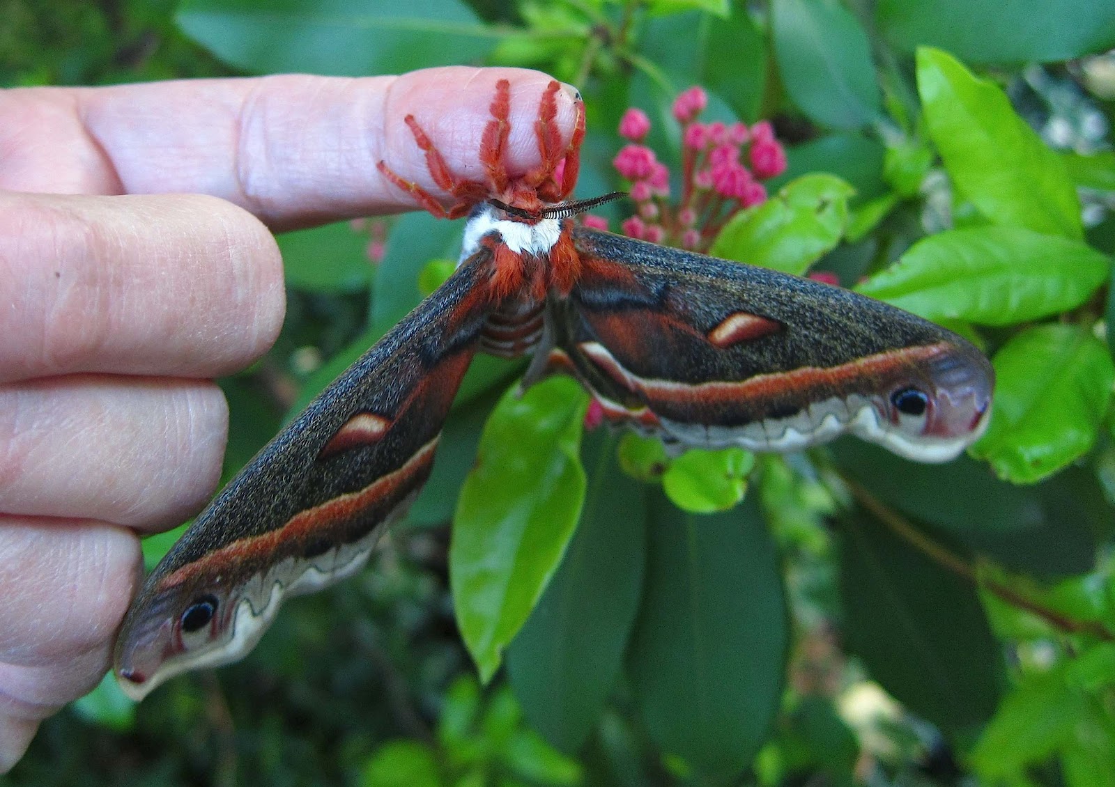 Saratoga woods and waterways: A Day of Many Moths