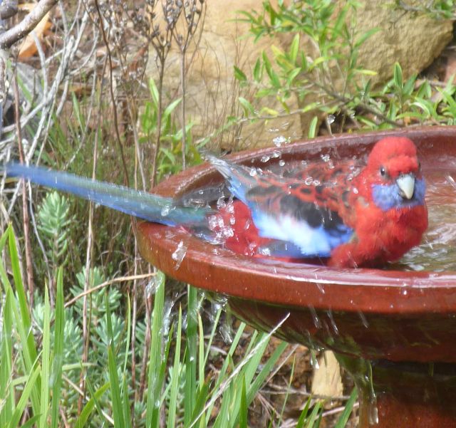 Rosellas in the birdbath