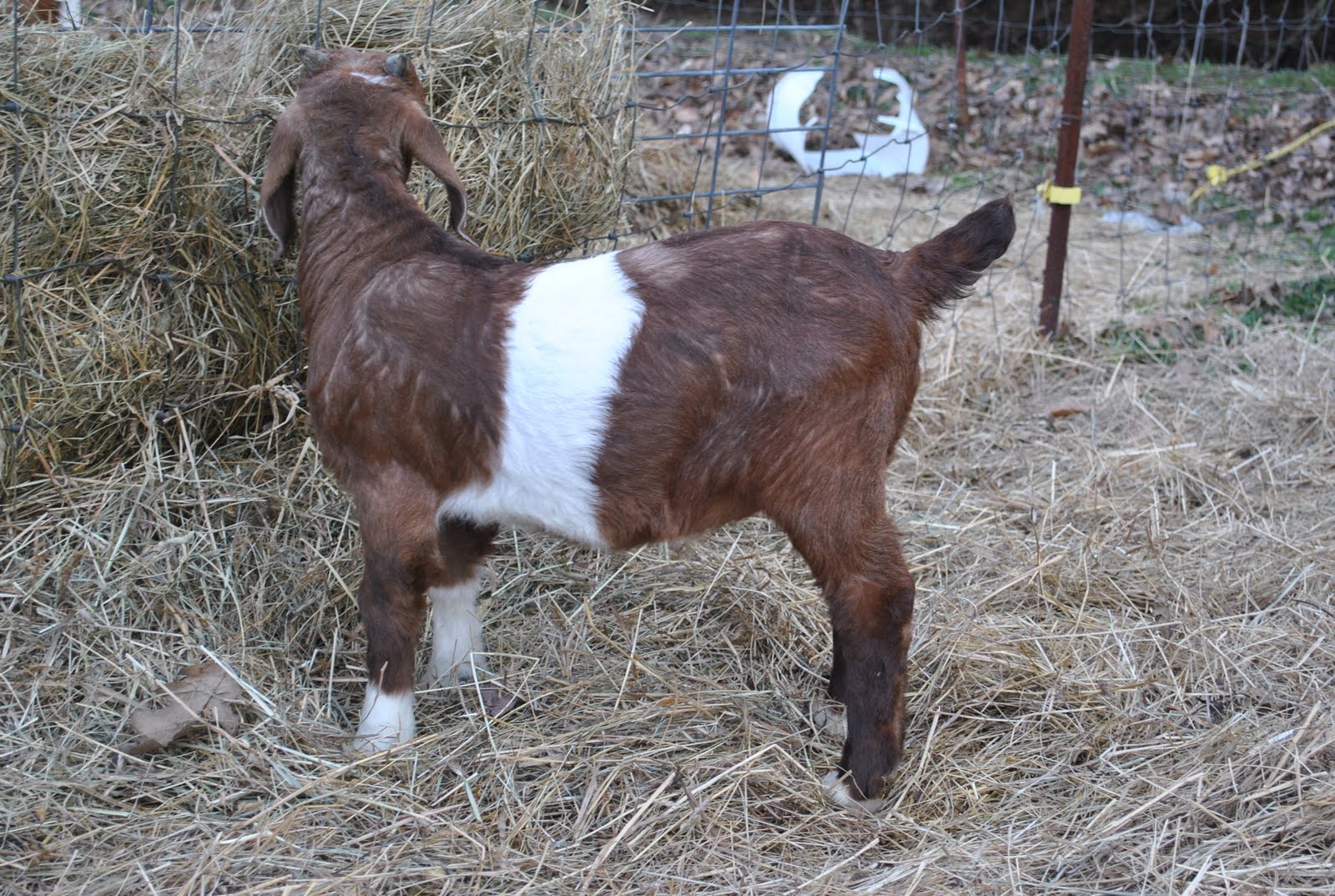 Schiel's Shady Acre Boer Goats: 94% Boer Paint Buck for sale ...