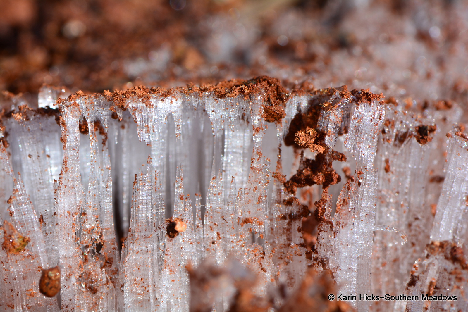 Perfect Conditions for Needle Ice