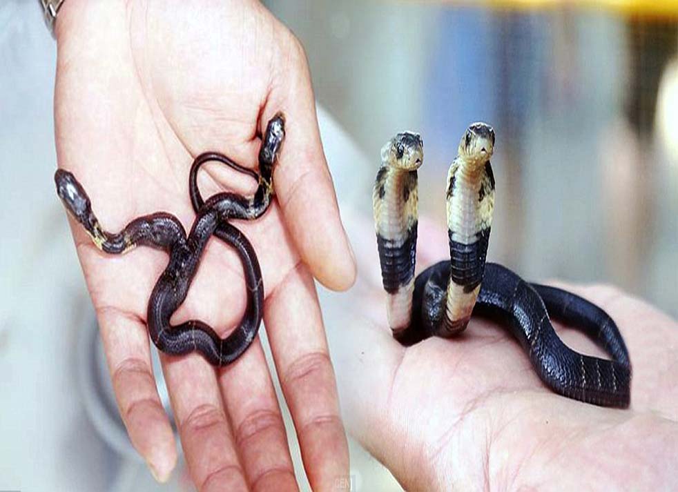 LOOK: Two Headed Cobra Found in Yulin, China | Coorms