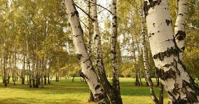 Breza - Drvo koje liječi!