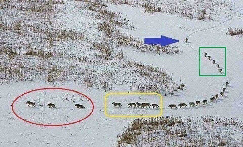 Leuk en Informatief!: Roedel wolven