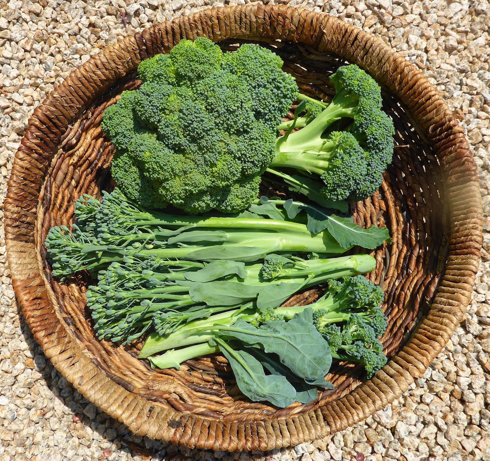 From Seed To Table: Harvest Monday - August 15, 2016