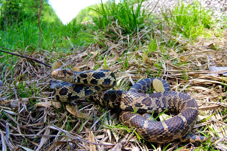 Herpedex: All the Herps I Have Seen In The Wild: Spring Herping at Allerton