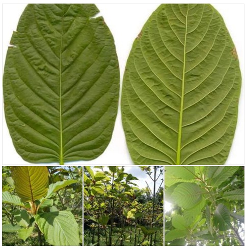 Berita baik untuk semua peminat AIR KETUM - JERUK ANTU