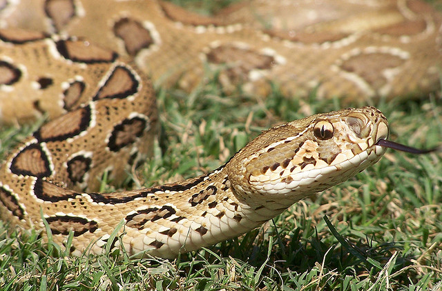 Snakes of India: Russell's Viper