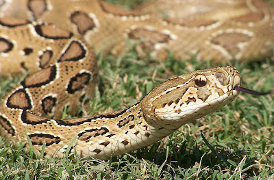 Snakes of India: Russell's Viper