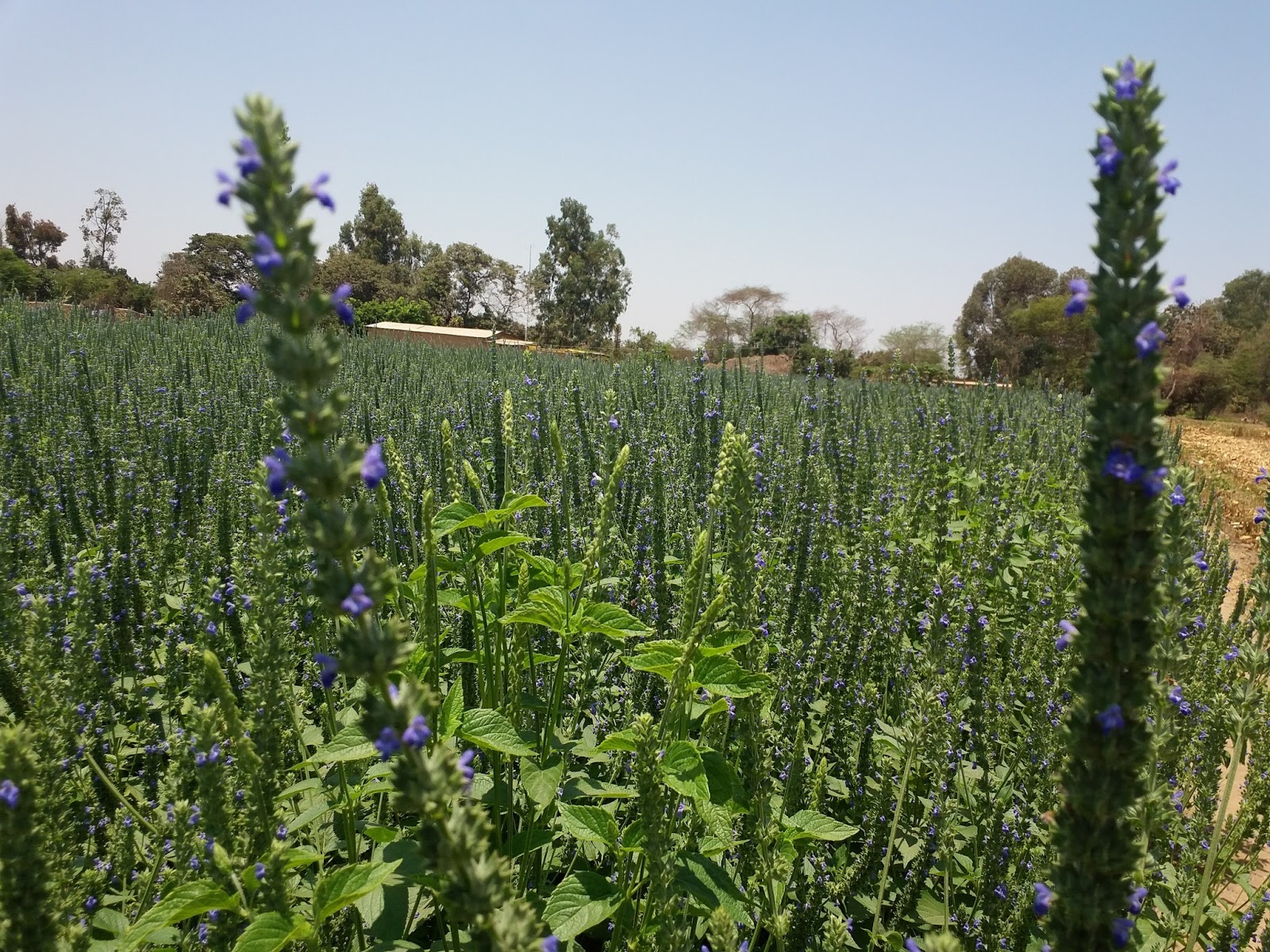 Organic Life Perú: Seguimiento Cultivo de Chia - ORGANIC LP