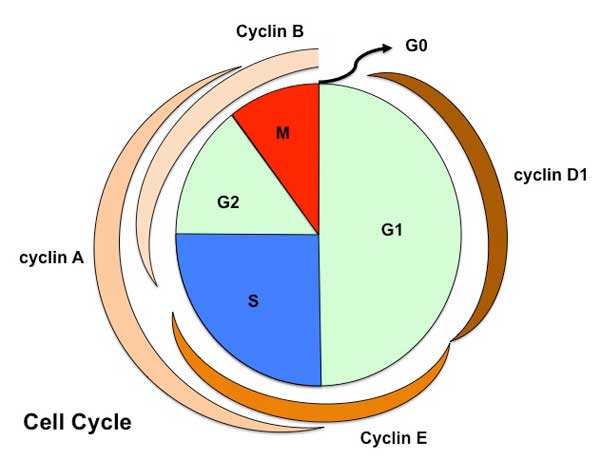 The Arts, Sciences and Medicine: CANCER CELL CYCLE & the CDK INHIBITORS