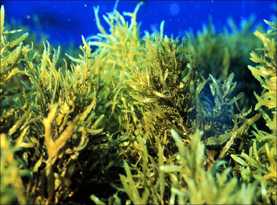 Tumbuhan Ganggang - Homecare24