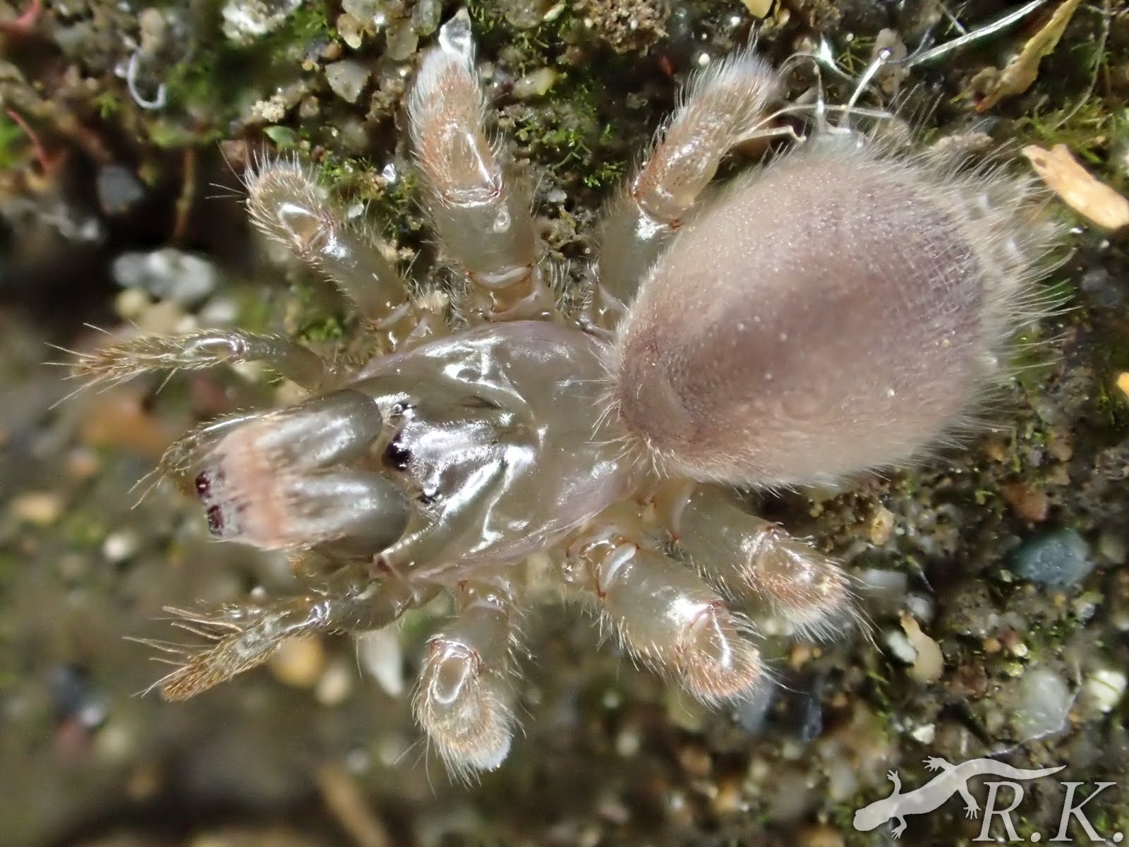 小さな隣人たちの世界: ワスレナグモ Calommata signata Karsch, 1879