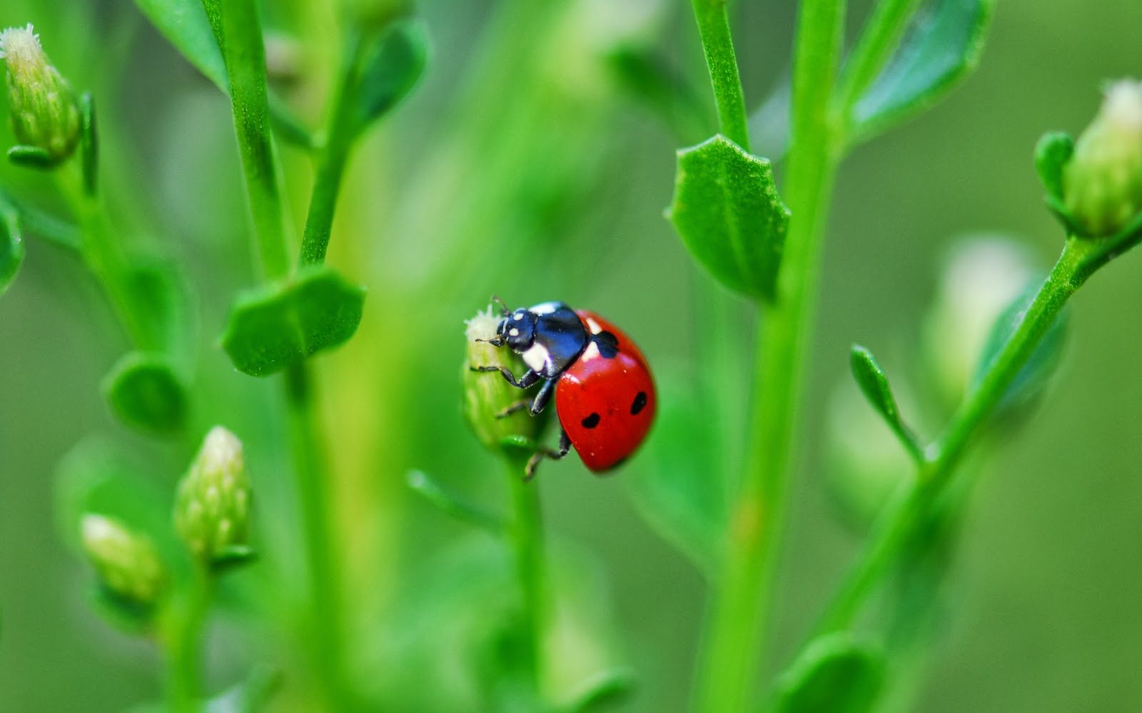 Insectos wallpapers HD