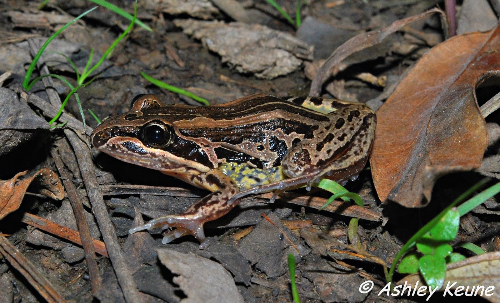 Australian Frogs Photography: KEUNEA PHOTOGRAPHY: Good Variety of Frogs ...