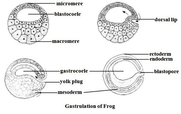 Frog Gastrula Embryo