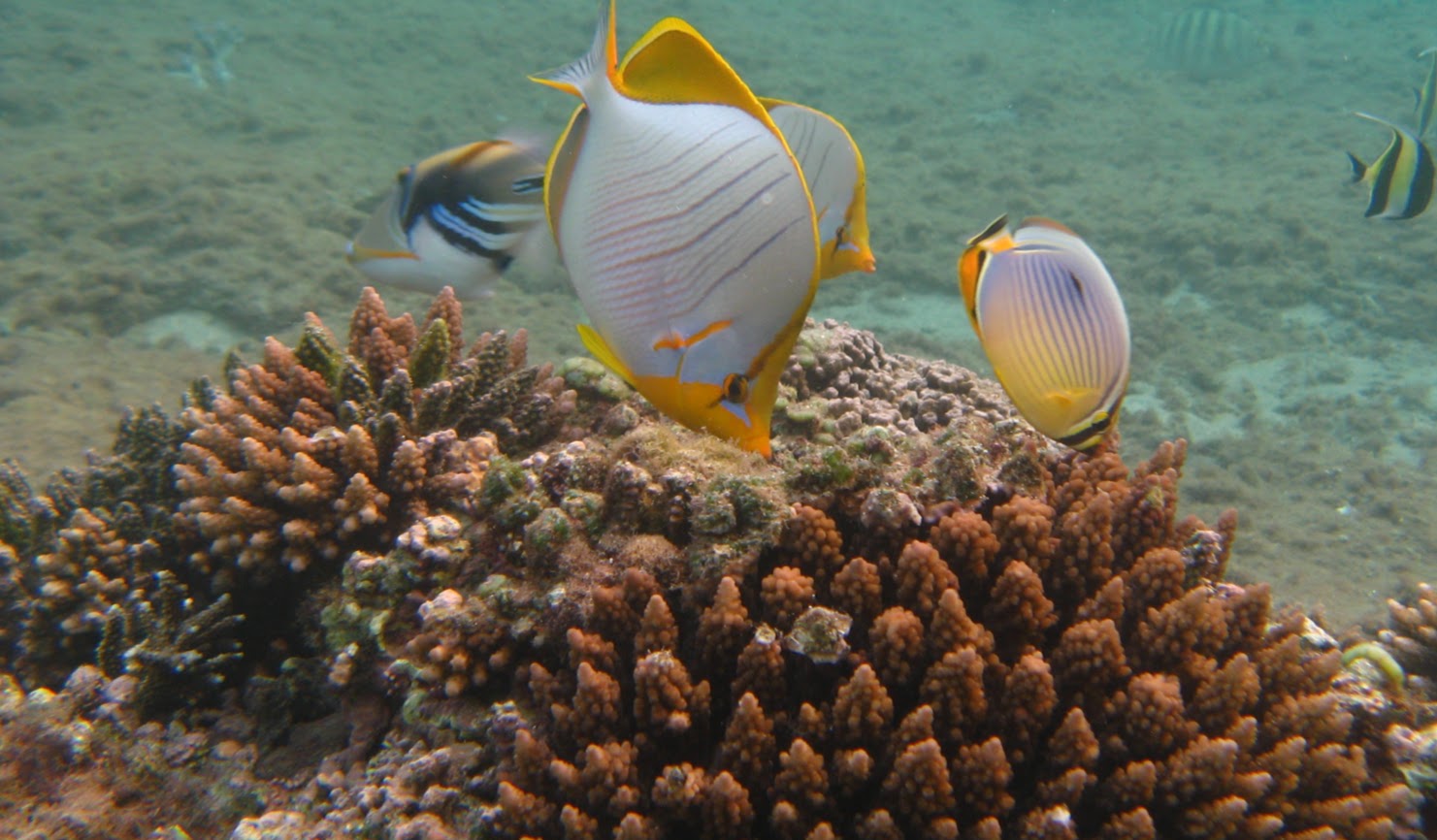 Lagons de la Réunion et ses poissons tropicaux: 2012 20 mai Lagon St Pierre