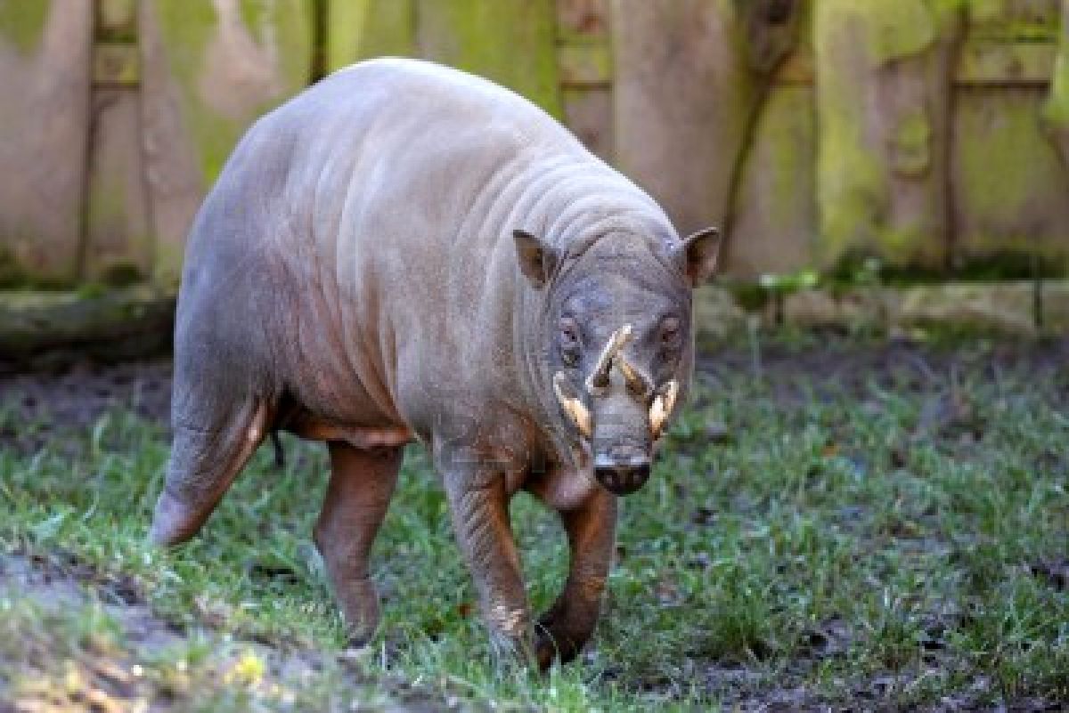 El ojo del buitre: Babirusa (Babyrousa babyrussa)