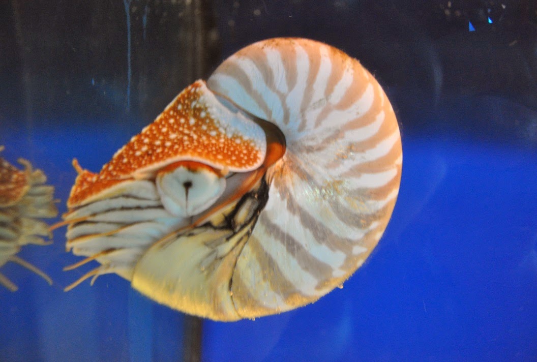 ZOOTOGRAFIANDO (6.100 ANIMALS): NAUTILO / NAUTILUS (Nautilus pompilius)