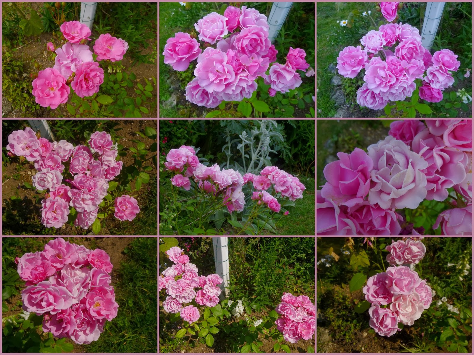 Cagouille's Garden : Les roses 2013