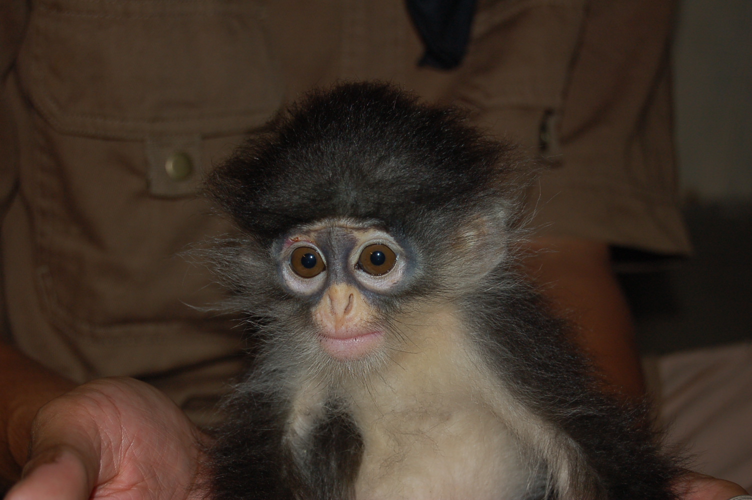 Natuna Bertuah: Binatang Khas Natuna yaitu Kekah (presbytis natunae)