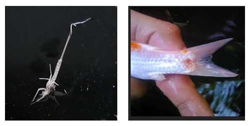 Ringo Aquarium: Cara Mengatasi kutu ikan Mas Koi dan Mas Koki