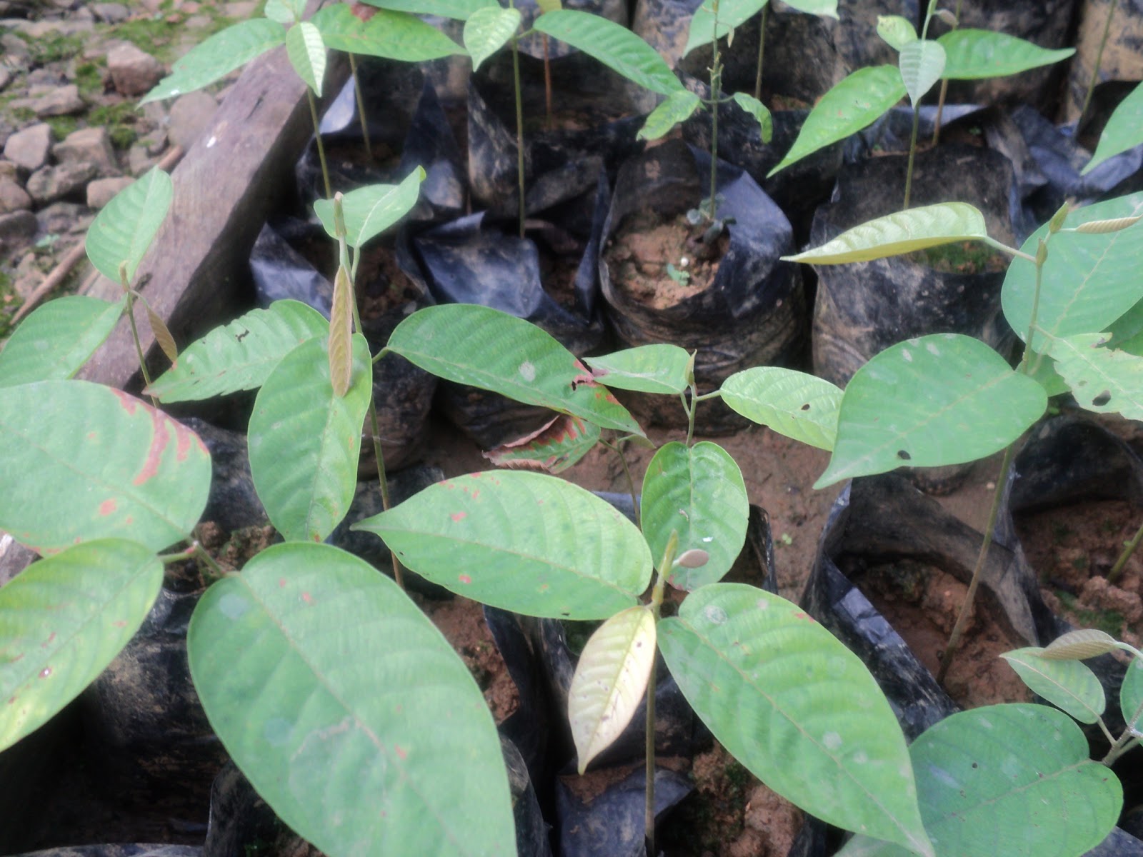 Belantara Borneo: Mengenal Jenis Pohon (1)