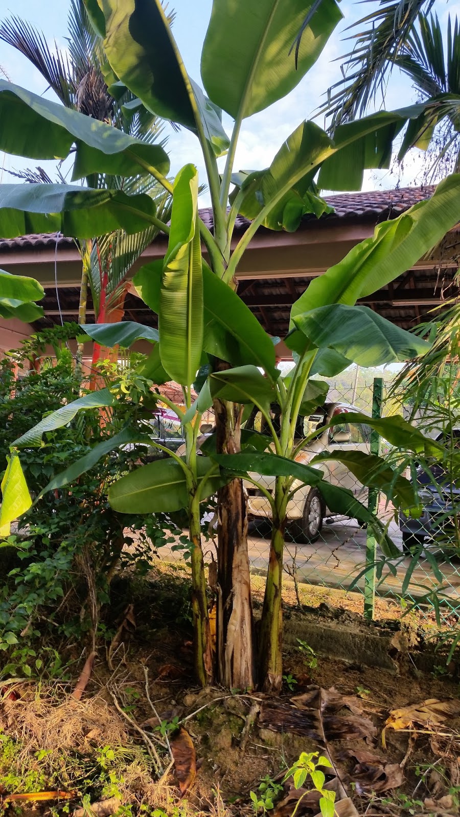 Warisan Petani: Pokok Pisang Raja