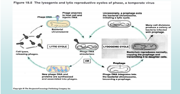 Penjelasan Lengkap Replikasi Virus Secara Litik dan Lisogenik ...