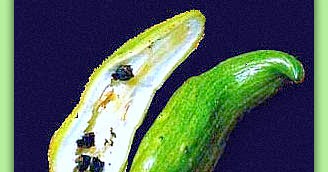 PLAAN : Caigua - Cyclanthera pedata