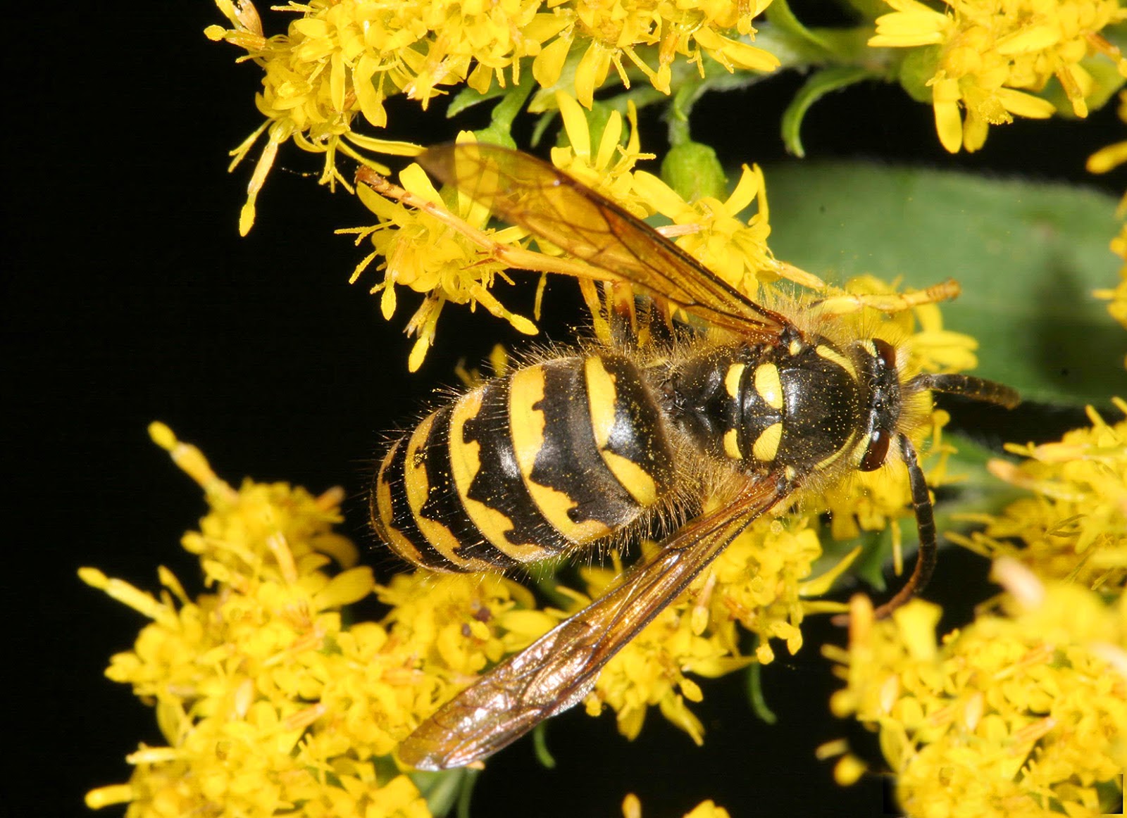 Ask A Master Gardener: Stinging Insects
