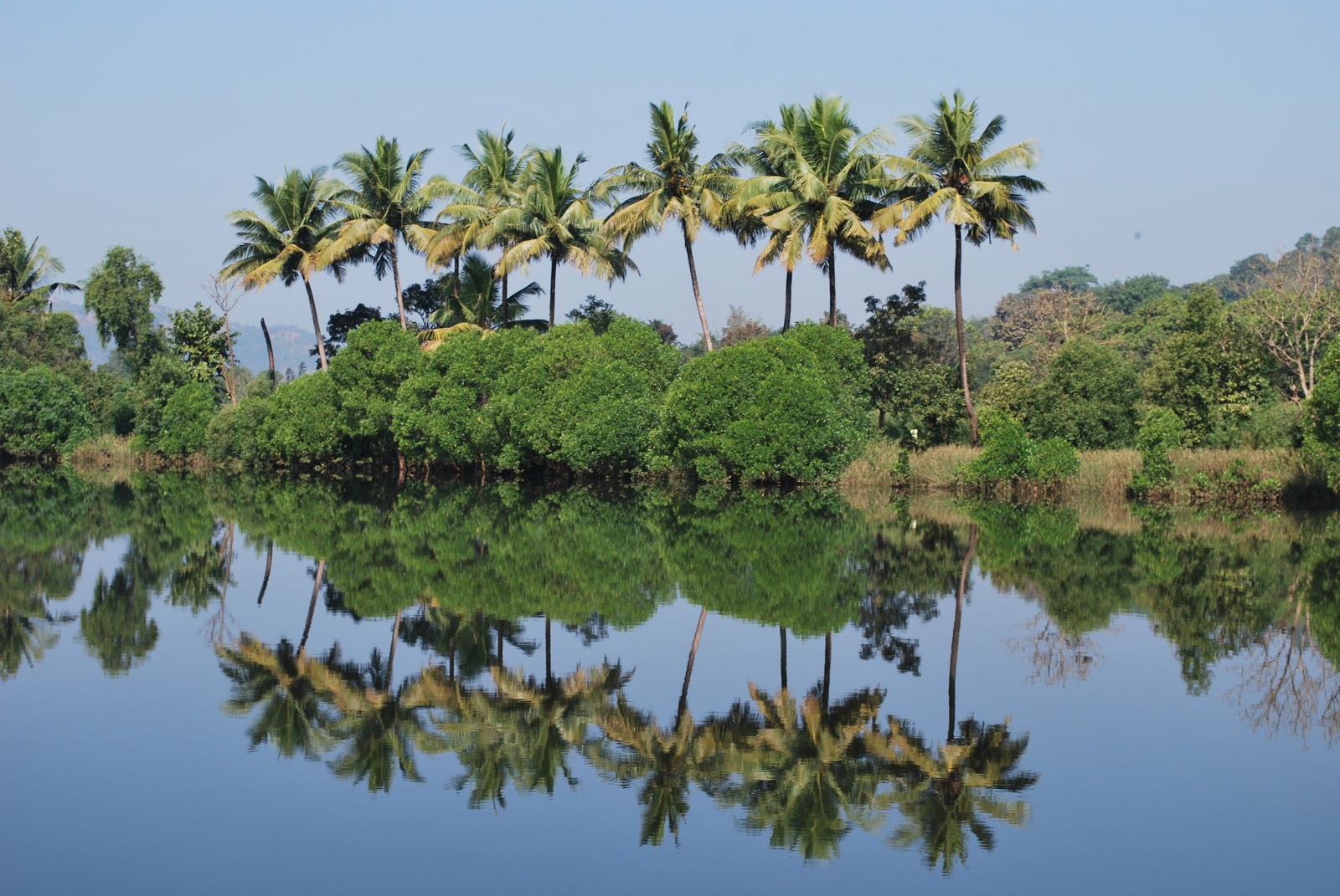 TMI : Crocodile Safari @ Govalkot – Maldoli Backwater , Guhagar Beach ...