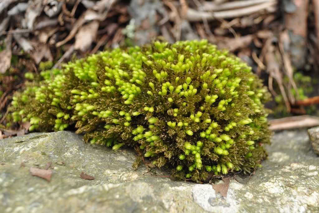 Bryophytes of Central and Northern Europe: Mnium hornum