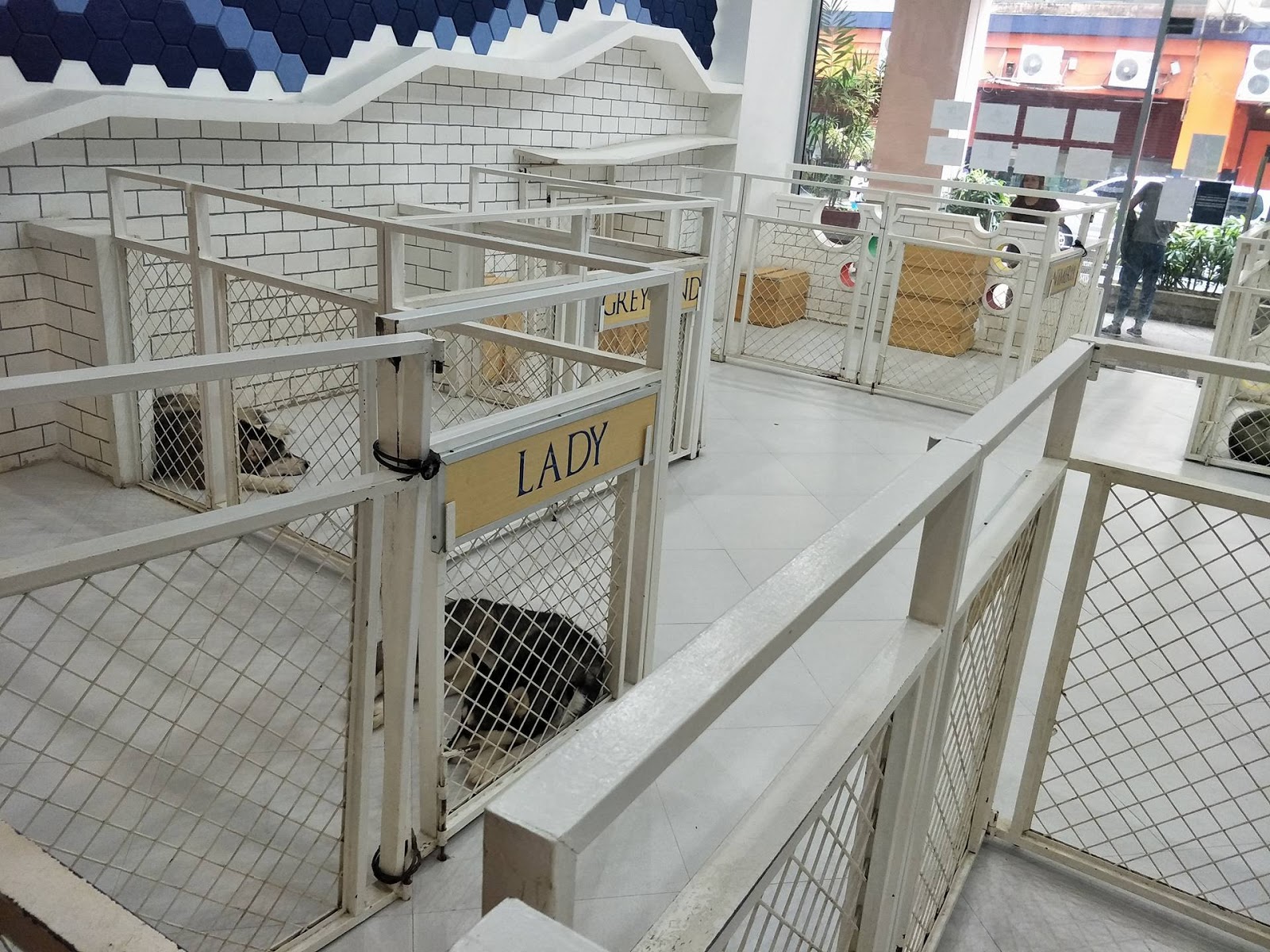 Bengal Brew: A Cat Cafe in The Metro ~ Viva Manilena