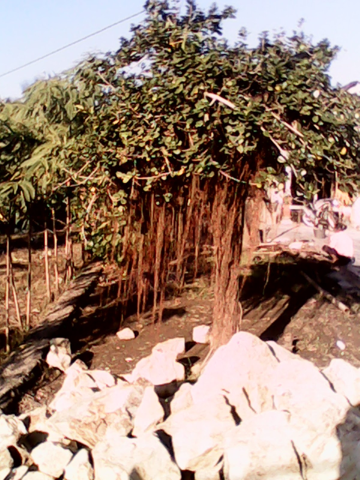 DECORATIVE PLANTS: BERINGIN DOLAR biasa di sebut Ficus-benjamina/Banyan ...