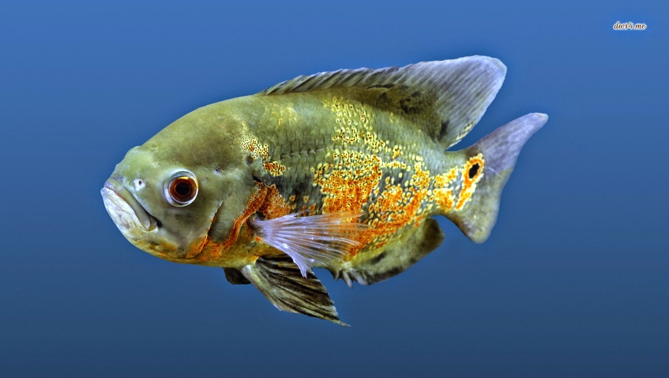 OSCAR FISH photos - wallpapers | the fun bank