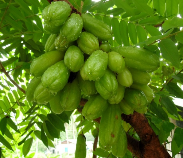 Benefits Of Star Fruit Wuluh For Health And Beauty