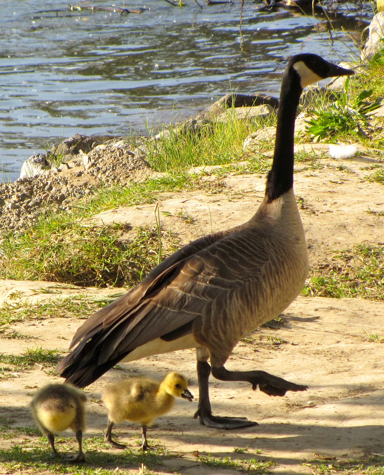Dreams & Happy Things...: Goose stepping along the American River